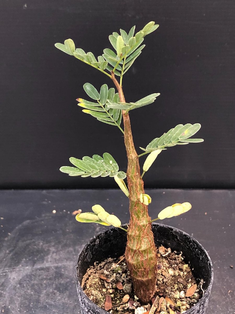 Yahoo!オークション - 5064 「実生」センナ メリディオナリス【種から...