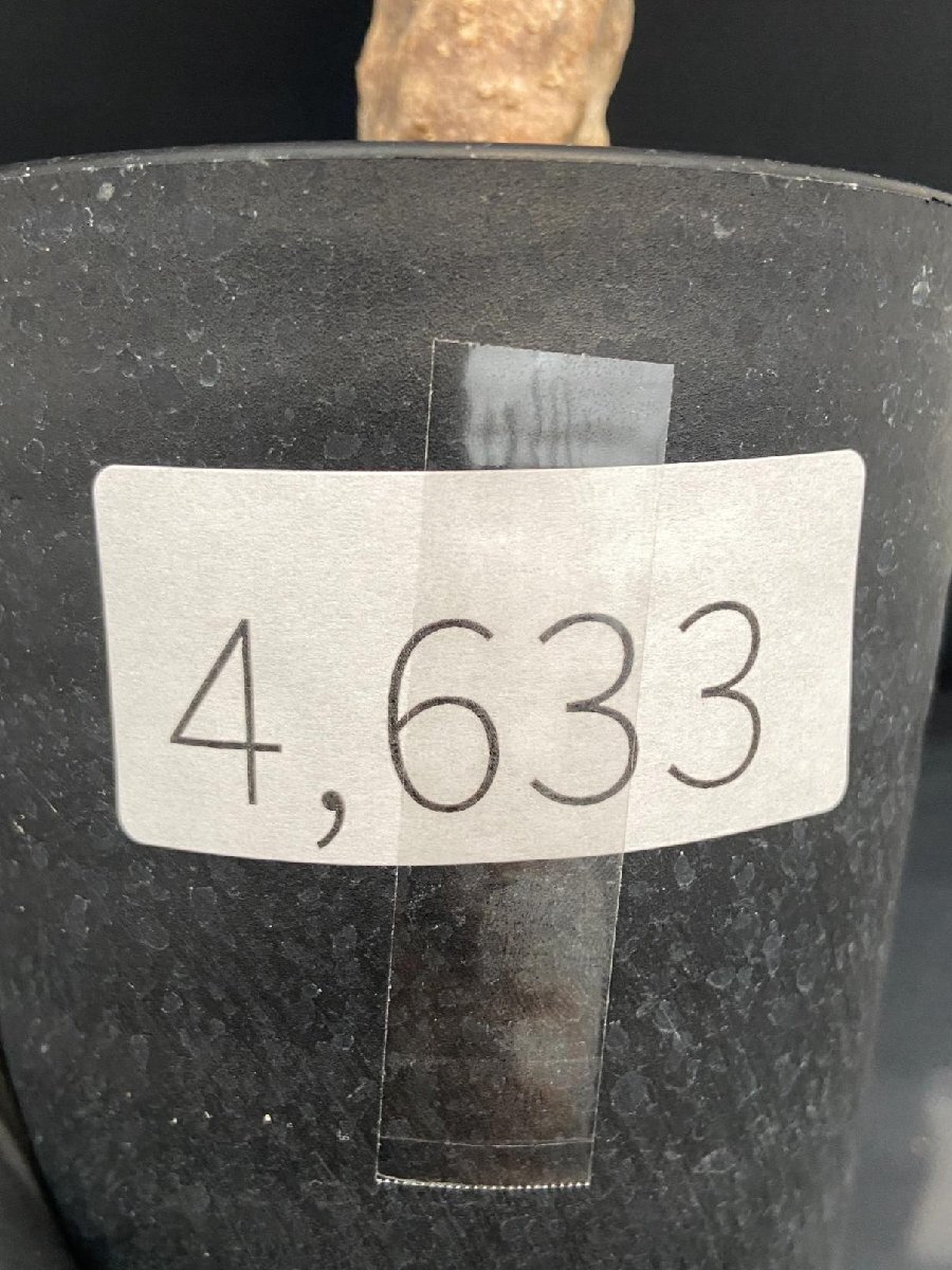 Yahoo!オークション - 4633 「多肉植物」ユーフォルビア ネオフンベル...