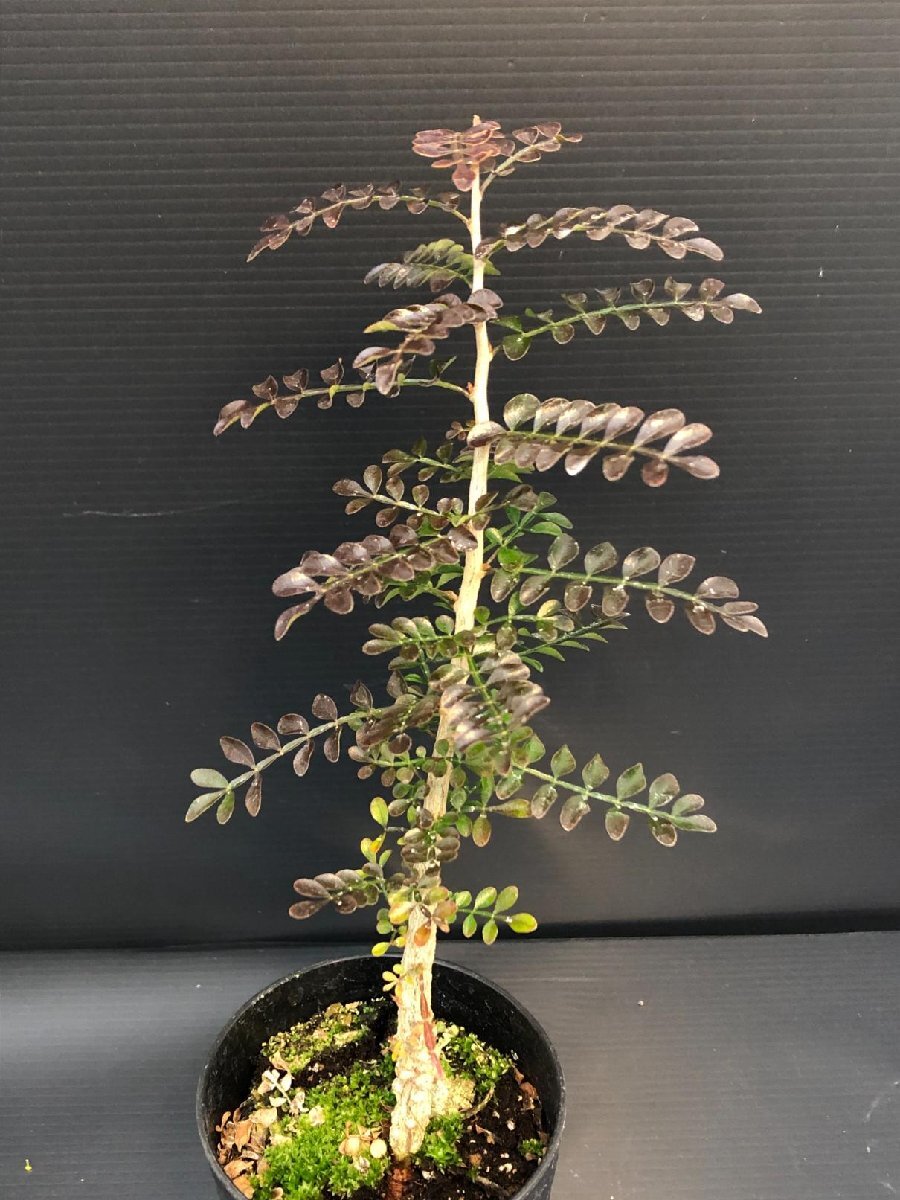 Yahoo!オークション - 4942 「実生株」オペルクリカリア パキプス 植え...