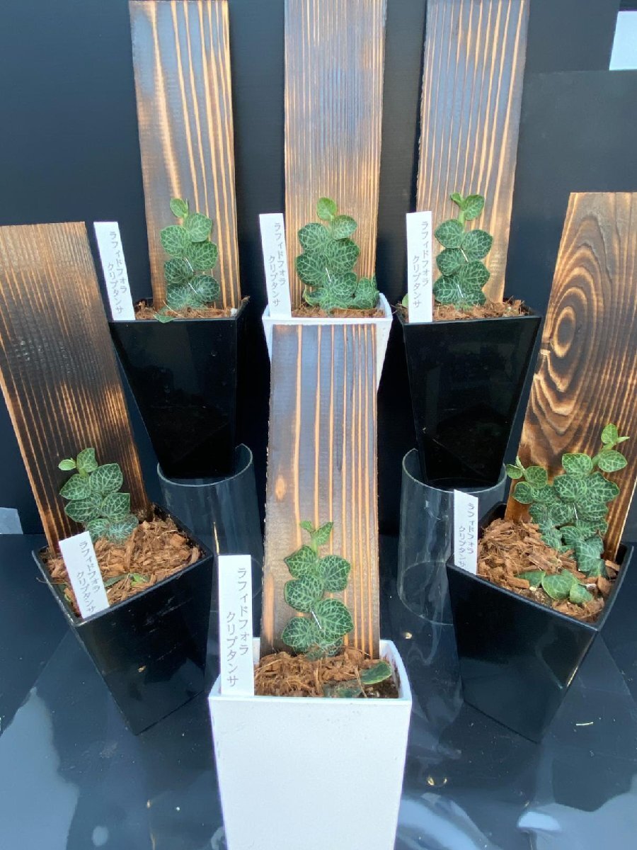 4317 観葉植物 ラフィドフォラ クリプタンサ 板付き 6株ケース販売 同梱不可 Rhaphidophora Cryptantha(その他)｜売買されたオークション情報、yahooの商品情報 ...