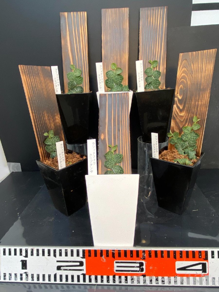 Yahoo!オークション - 4317 「観葉植物」ラフィドフォラ クリプタンサ ...