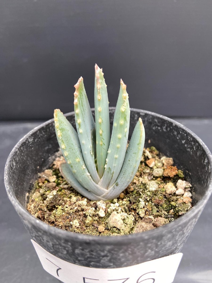 Yahoo!オークション - 7576 「実生」アロエ ロンギスティラ 【種から発...