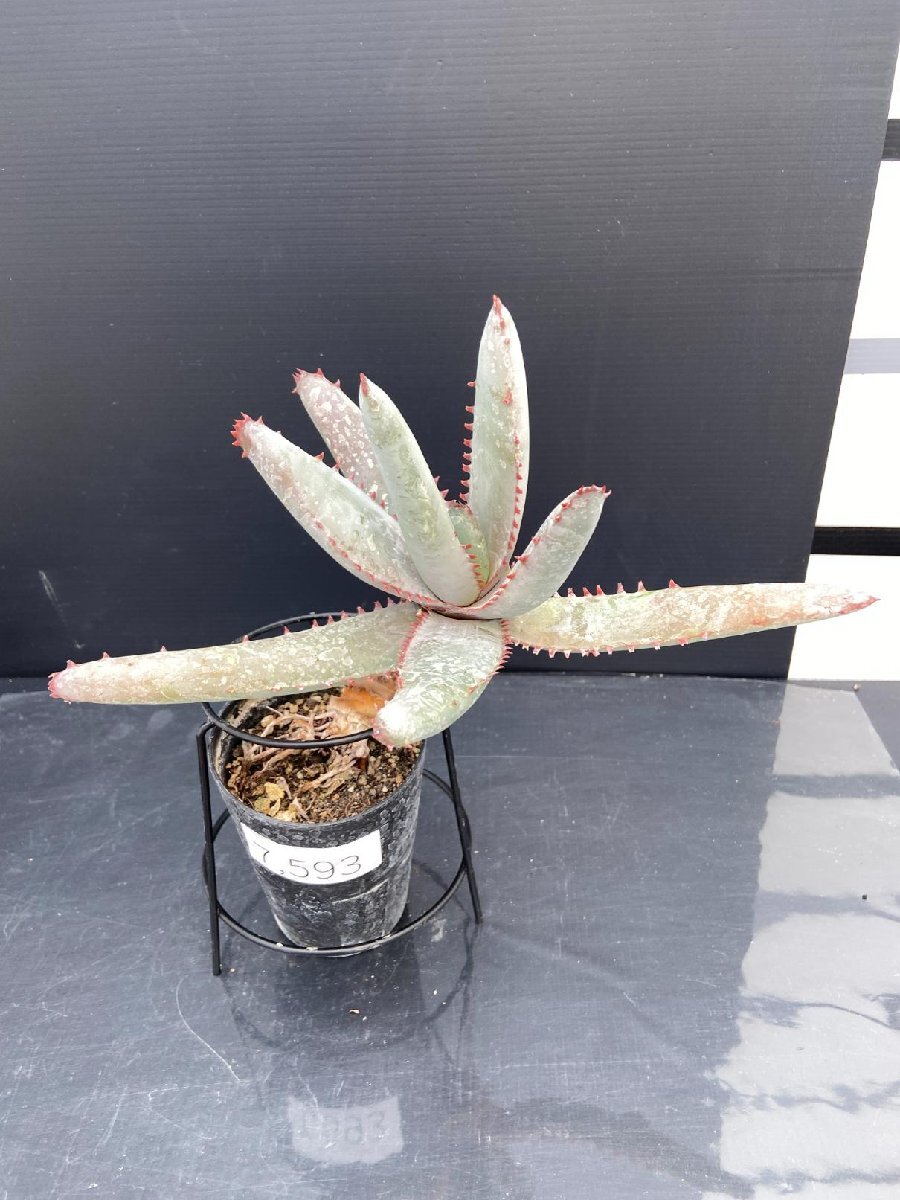 Yahoo!オークション - 7593 「実生」アロエ パキダクティロス【多肉植...