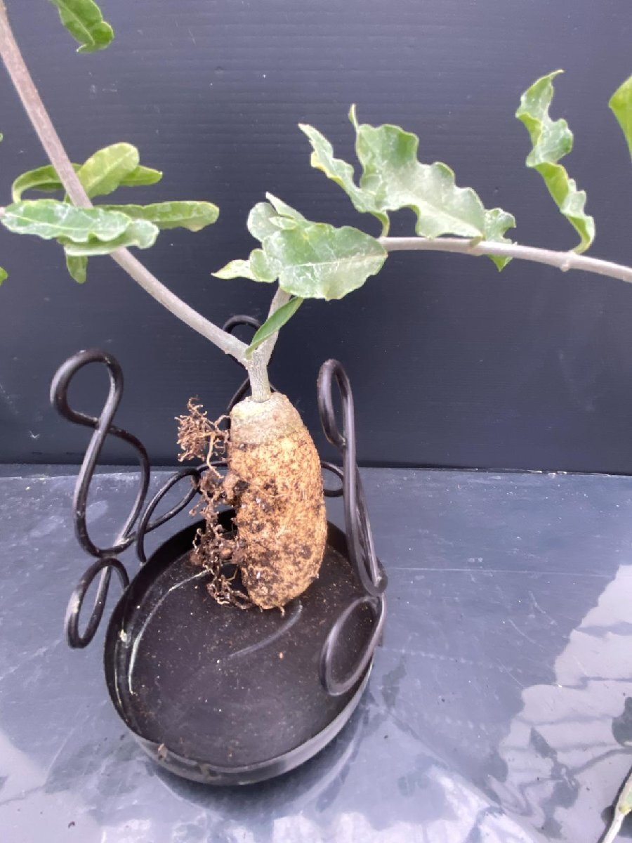 Yahoo!オークション - 7597 「実生」フォッケア エデュリス 抜き苗【塊...