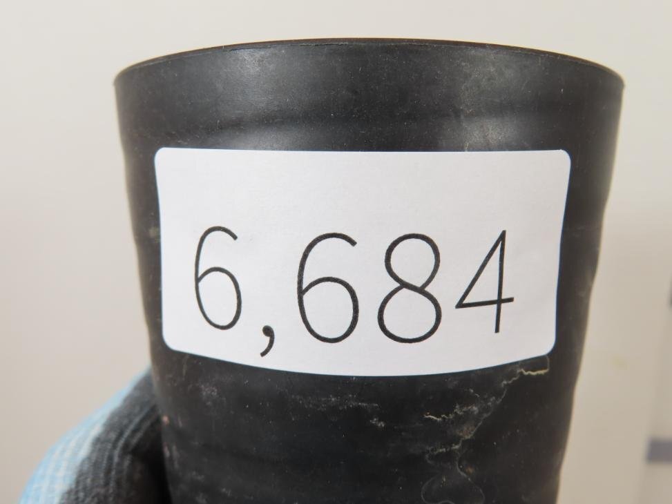 Yahoo!オークション - 6684 「塊根植物」マテレア シクロフィラ 抜き苗...