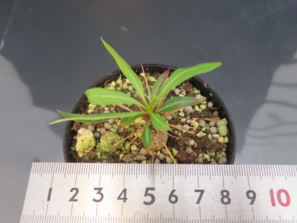 Yahoo!オークション - 2759 「実生」フォークイエリア プルプシー【塊...