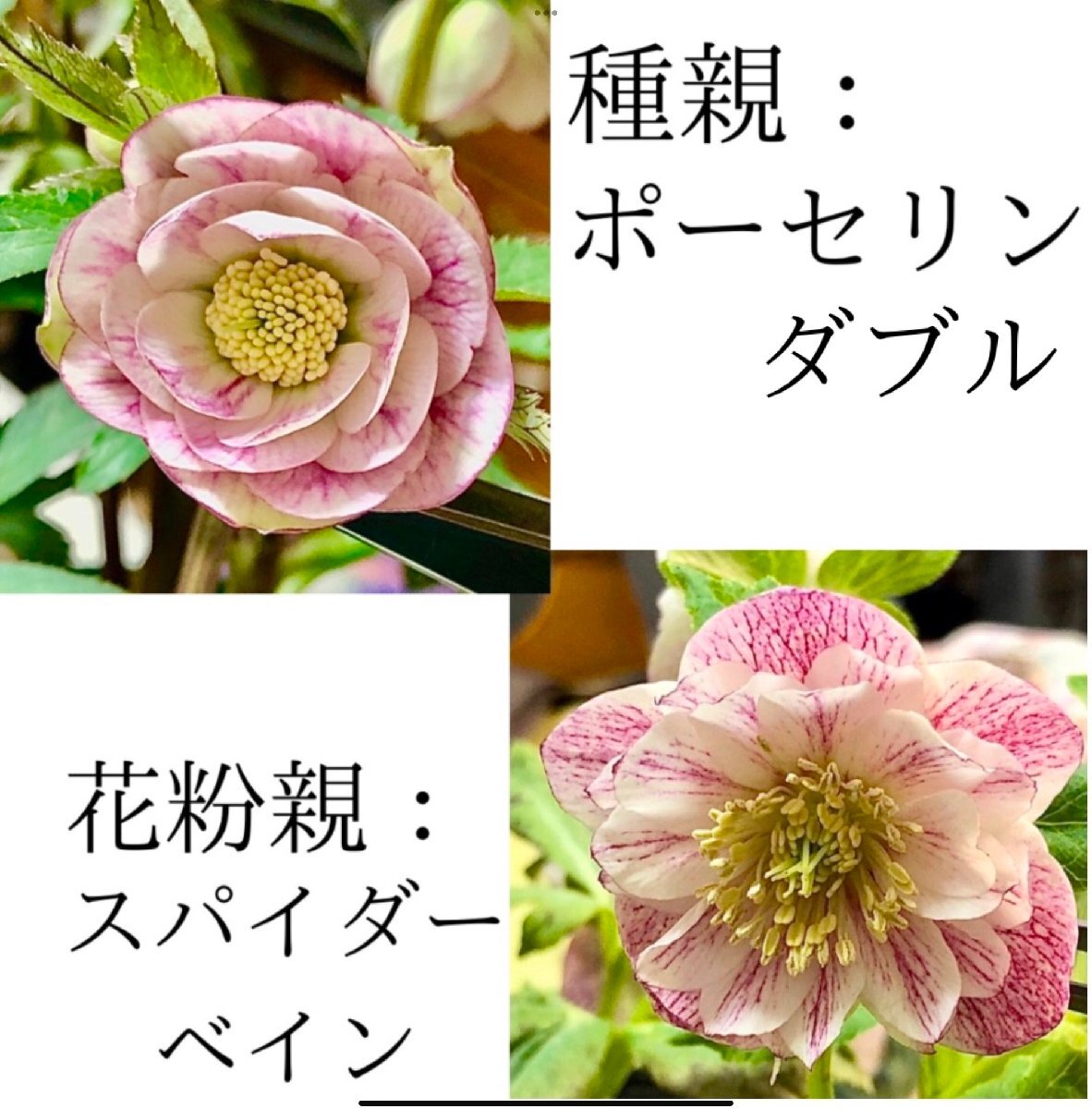 Yahoo!オークション - -G93- クリスマスローズ交配苗 【ポーセリンDDx ...