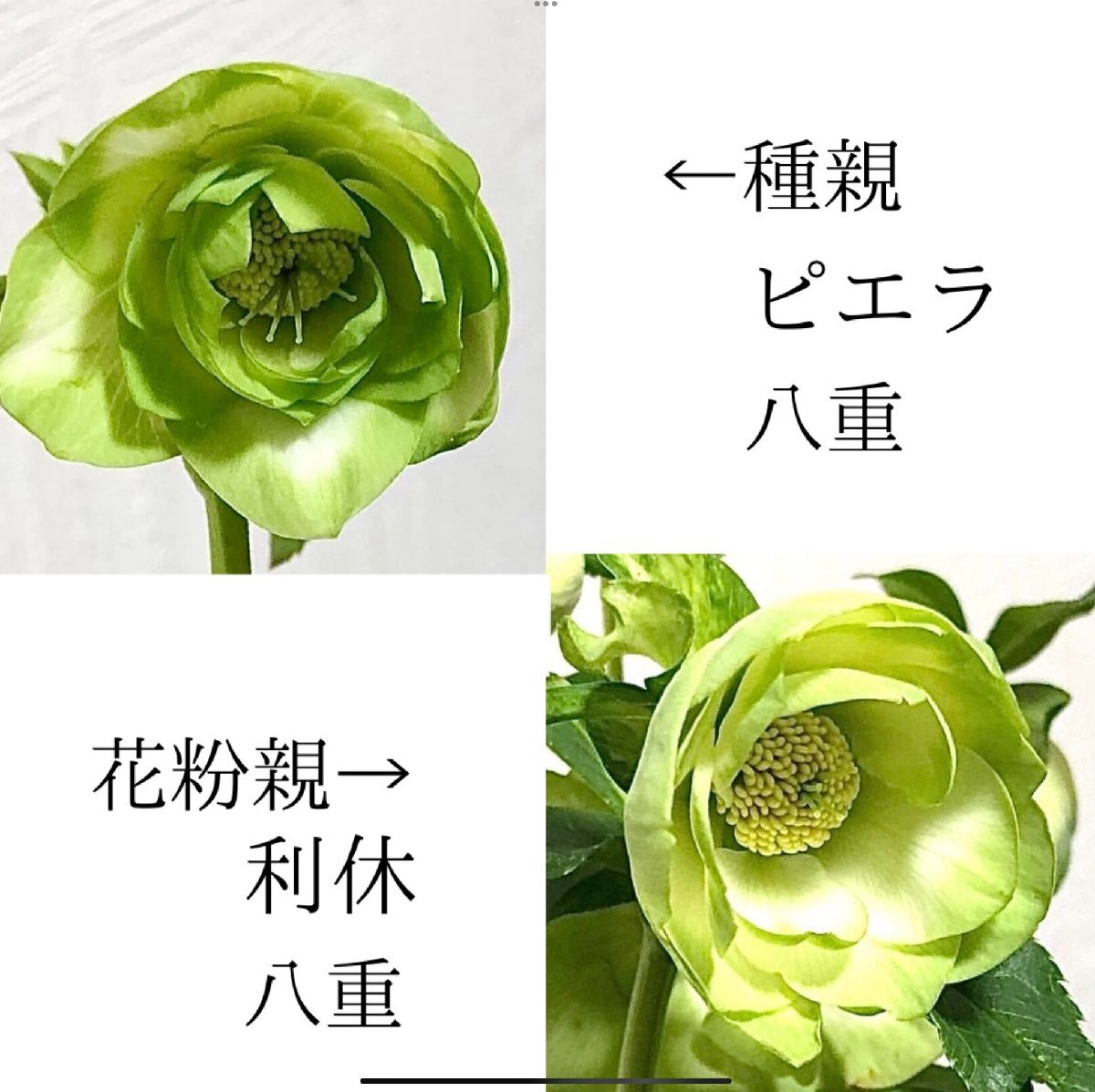 Yahoo!オークション - -G93- クリスマスローズ交配苗【’ピエラ‘DDx ...