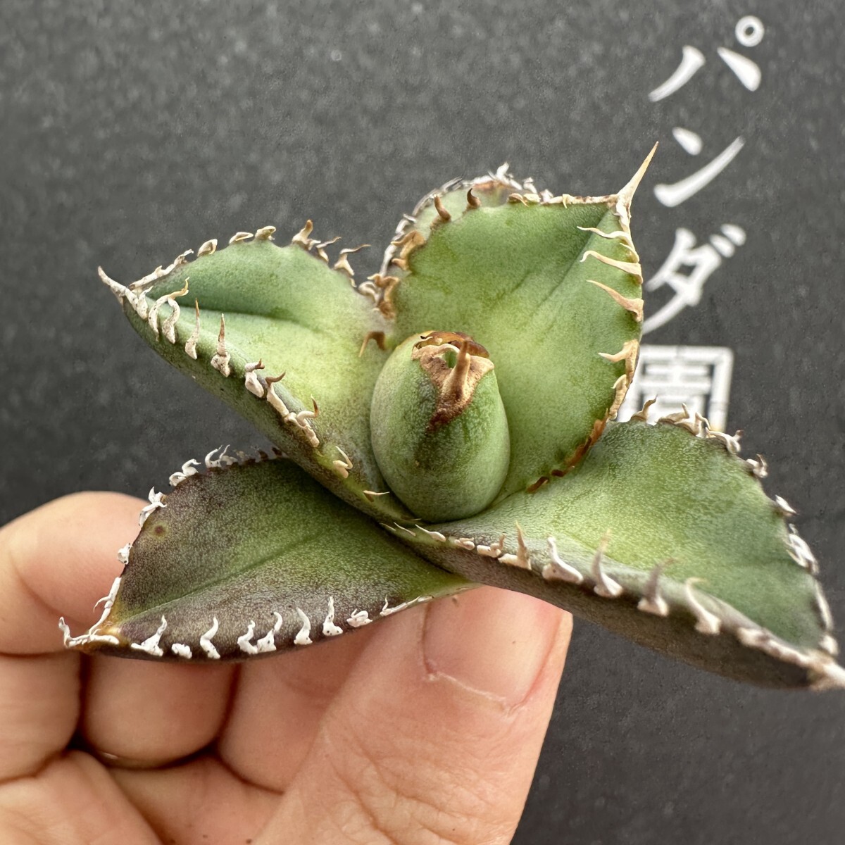 Yahoo!オークション - N33【パンダ園芸】アガベagave チタノタ 白豪棘 ...