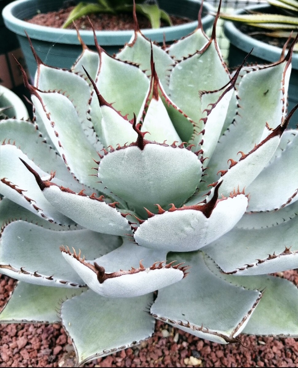 Yahoo!オークション - N48【パンダ園芸】【子株】吉祥冠帝雉 イシスメ...