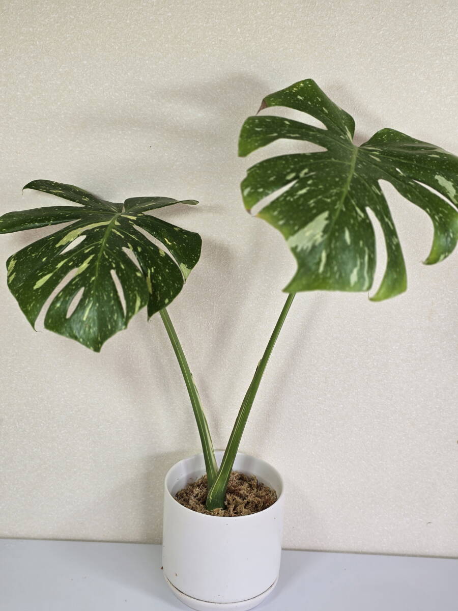 Yahoo!オークション - 斑入りモンステラ・イエローモンスター・タイコ...