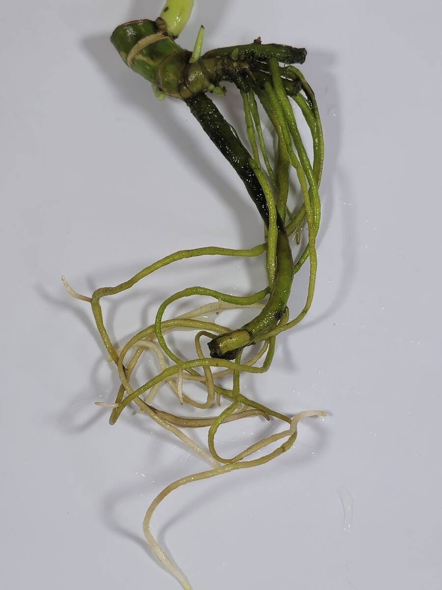 Yahoo!オークション - 斑入りモンステラ・イエローモンスター・タイコ...