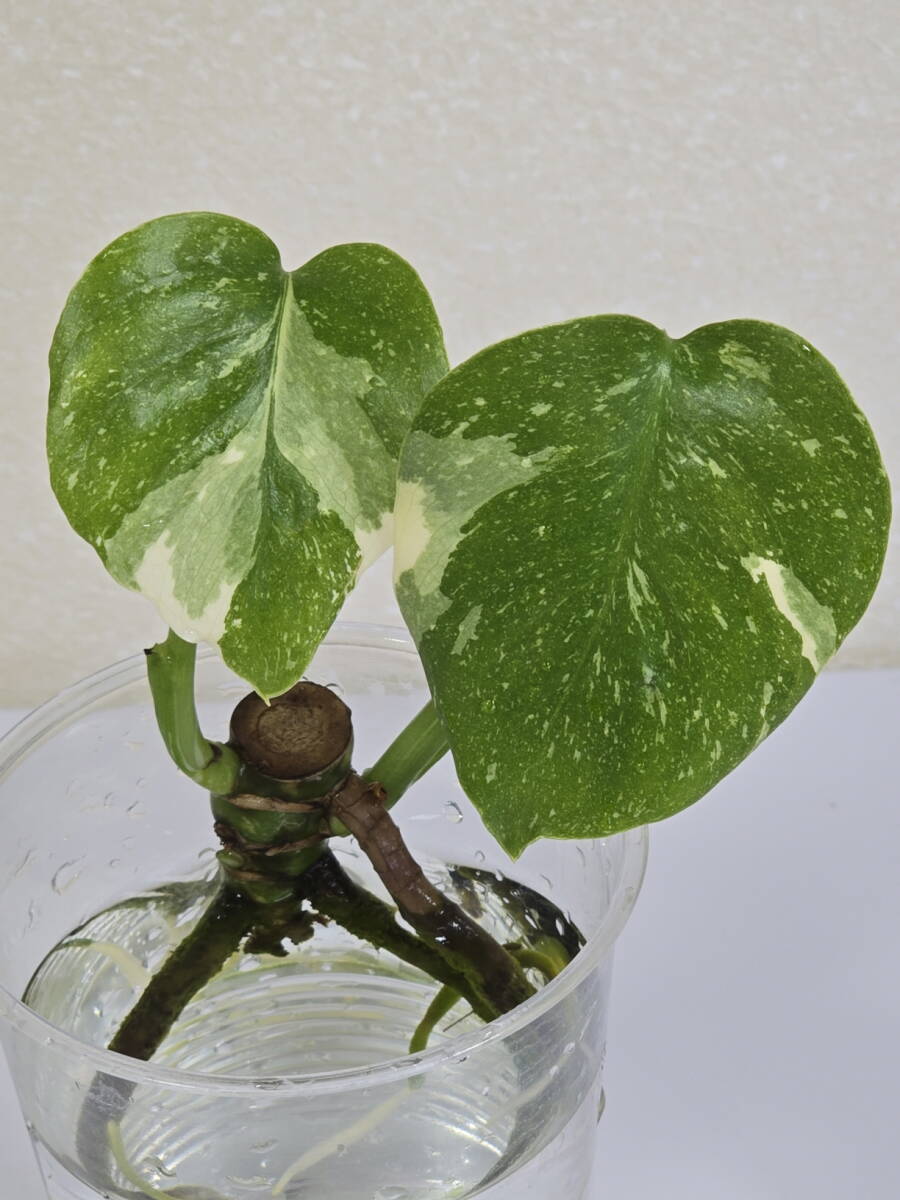 Yahoo!オークション - 斑入りモンステラ・イエローモンスター・タイコ...