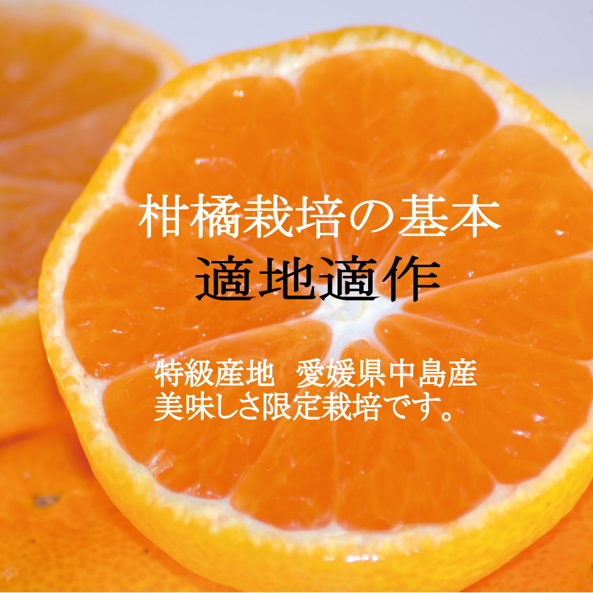 Yahoo!オークション - 愛媛みかん 越冬完熟 青島みかん 愛媛中島産 9kg...