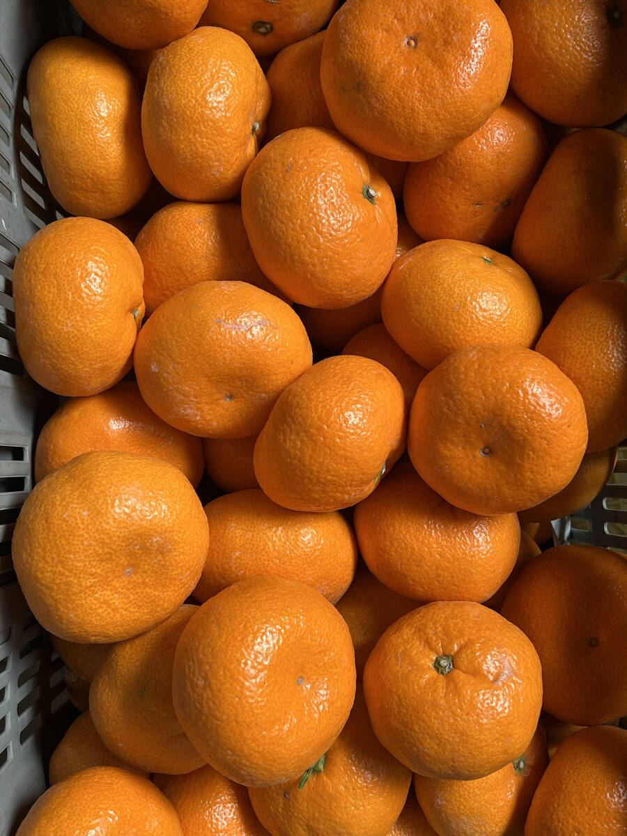 Yahoo!オークション - 愛媛みかん 越冬完熟 青島みかん 愛媛中島産 9kg...