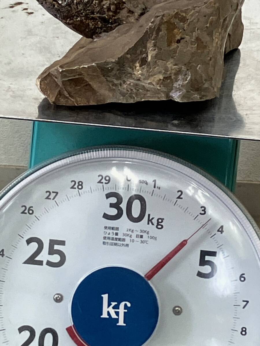 日本代購代標第一品牌【樂淘letao】－日本の化石 アンモナイト 北海道 約W17.5㎝×D14㎝×H20㎝(台座含む) 重量3.4kg 管理AM301