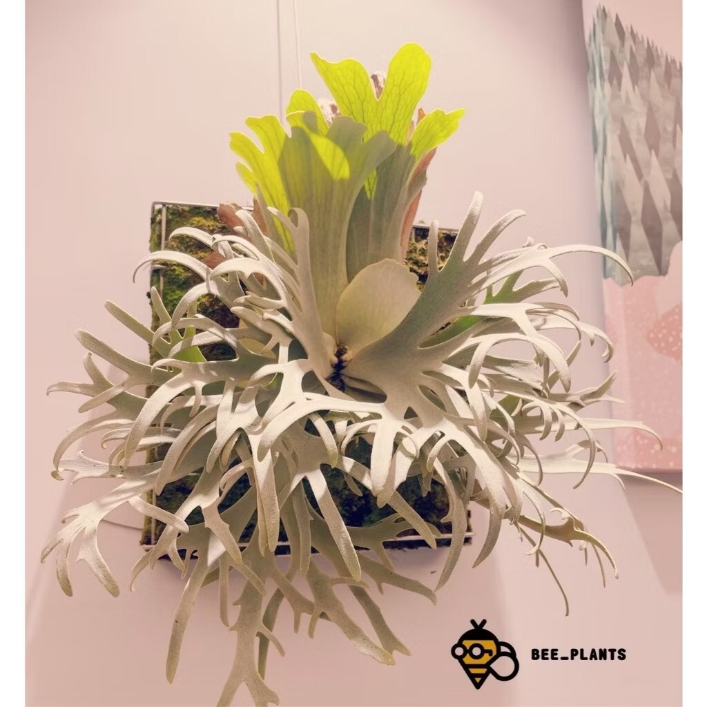 Yahoo!オークション - E77 P.Willinckii Jenny TC