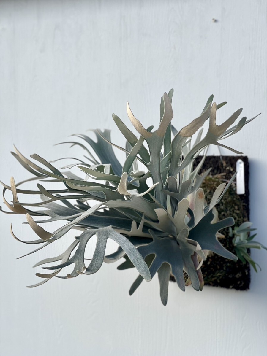 Yahoo!オークション - Z01 P.Unicorn OC pup 株分け