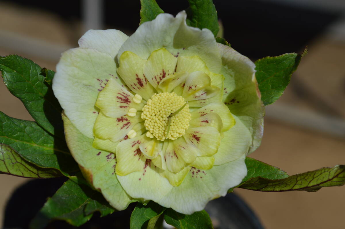 超 新種 変わり咲き アネモネ咲き カップ咲き クリスマスローズ開花株 dd sd 33(花)｜売買されたオークション情報、yahooの商品情報をアーカイブ公開 - オークファン（aucfan ...