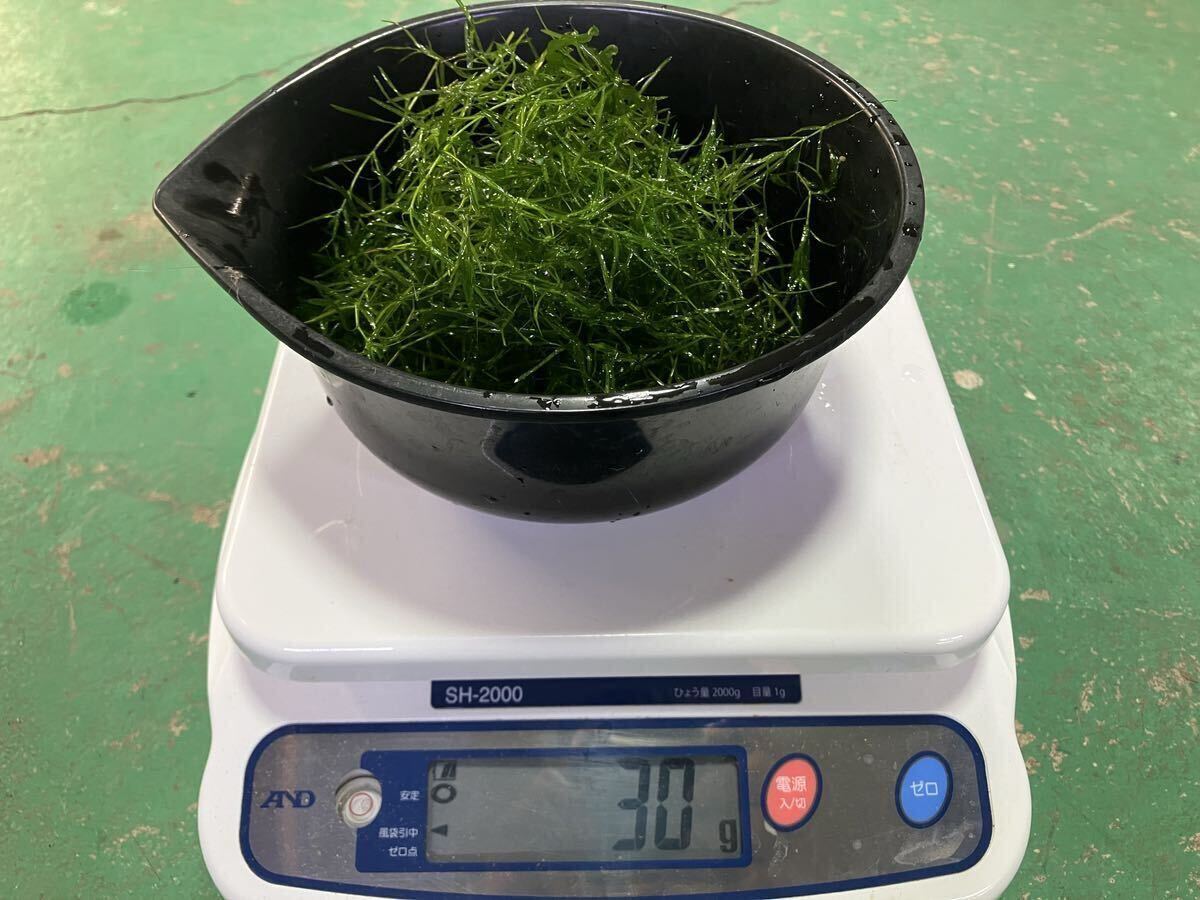 ナヤス 30g ②(その他)｜売買されたオークション情報、yahooの商品情報をアーカイブ公開 - オークファン（aucfan.com）