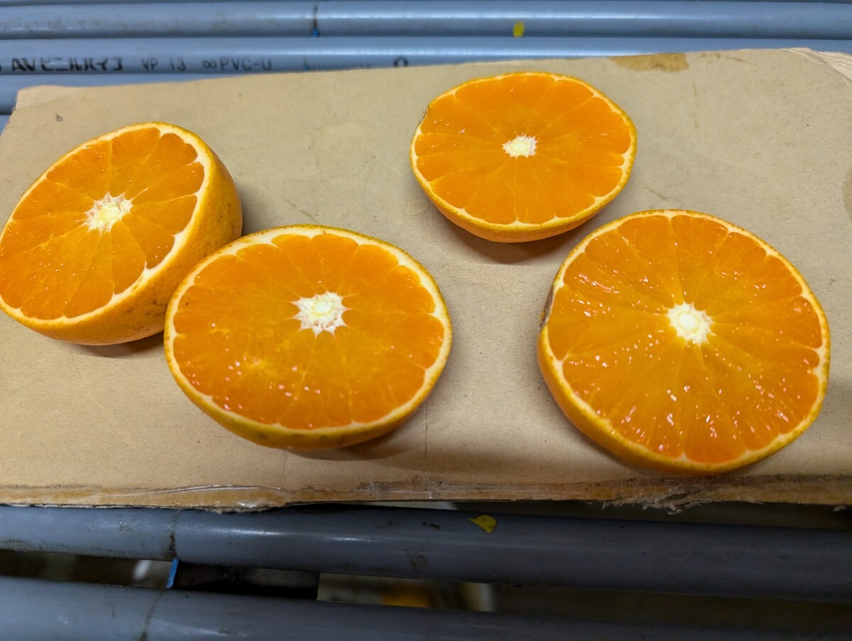 Yahoo!オークション - 愛媛西宇和産 せとか L 5kg