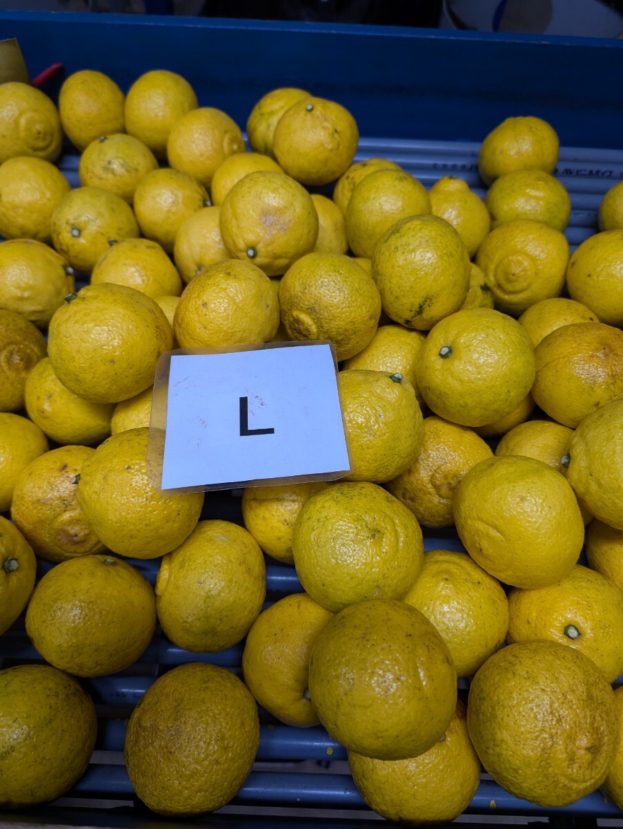 Yahoo!オークション - 愛媛西宇和産 はるか L 8kg