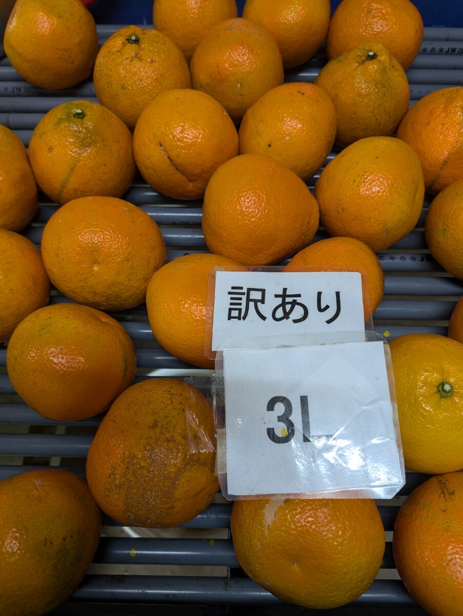 Yahoo!オークション - 愛媛西宇和産 宮内いよかん 3L訳あり 7kg