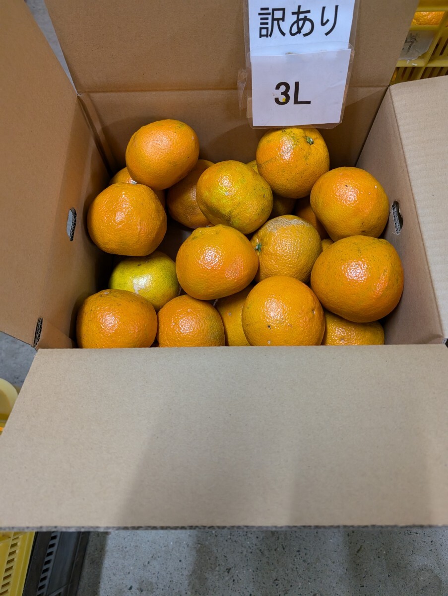 Yahoo!オークション - 愛媛西宇和産 宮内いよかん 3L訳あり 7kg