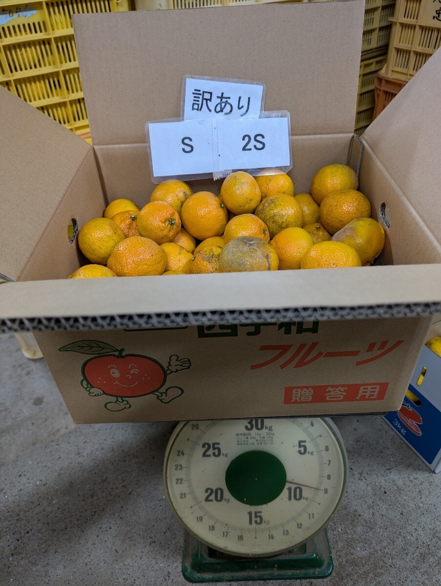 Yahoo!オークション - 愛媛西宇和産 デコポン 2S-S 訳あり 9kg