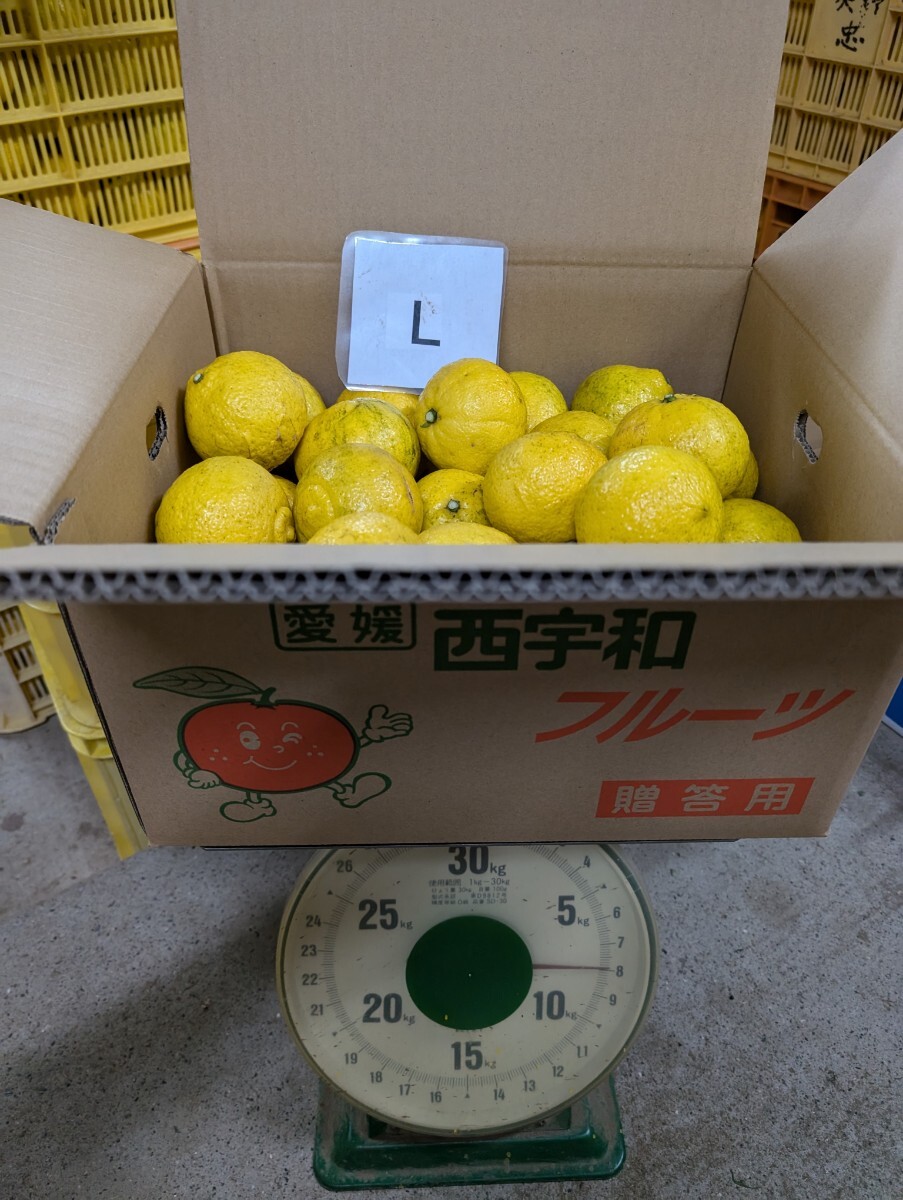 Yahoo!オークション - 愛媛西宇和産 はるか L 8kg