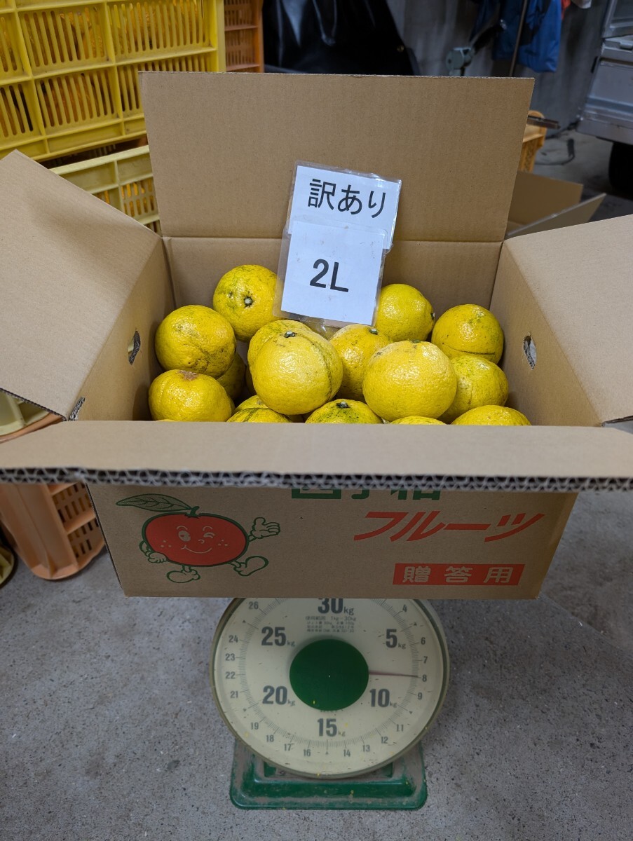 Yahoo!オークション - 愛媛西宇和産 はるか 2L訳あり 8kg