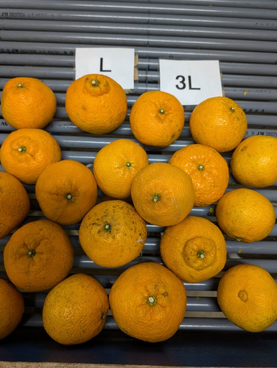 Yahoo!オークション - 愛媛西宇和産 デコポン L-3L 5kg