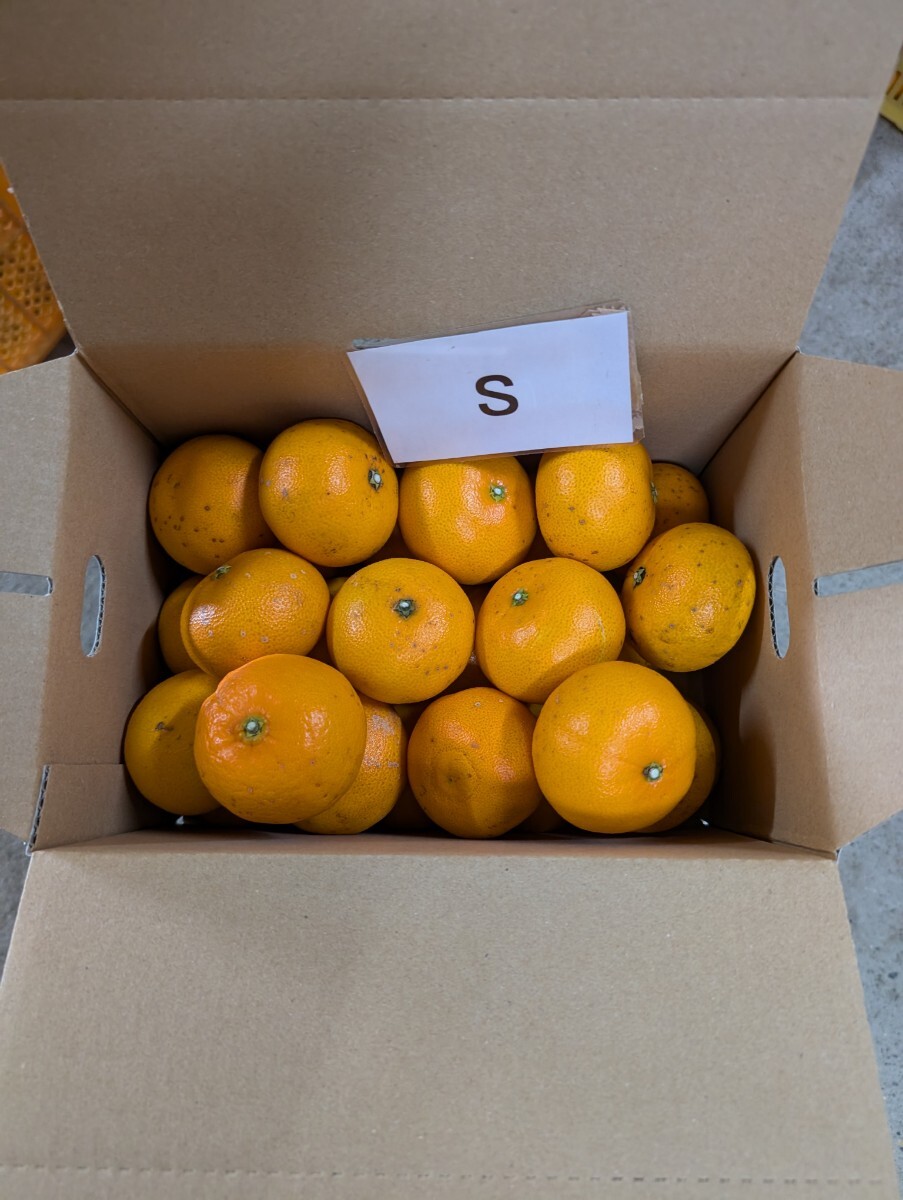 Yahoo!オークション - 愛媛西宇和産 せとか S 3kg