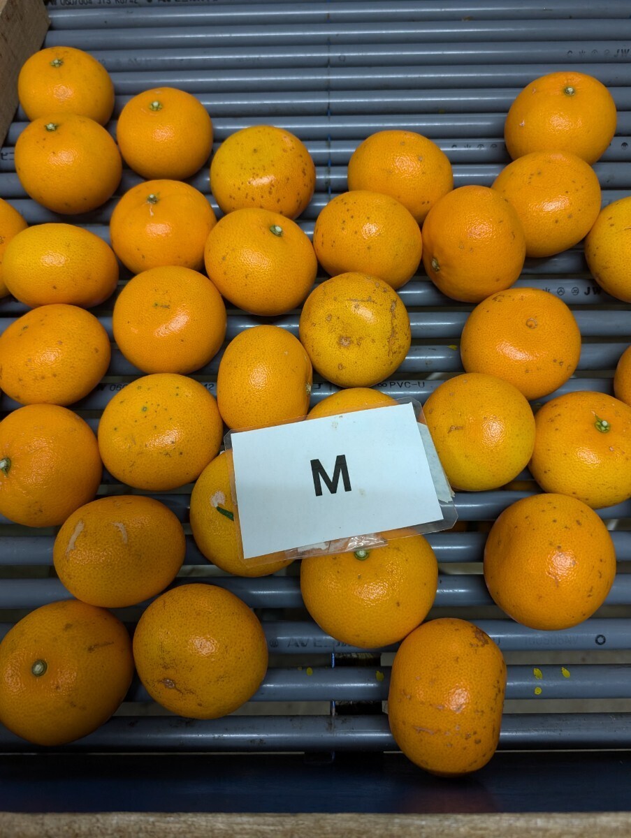 Yahoo!オークション - 愛媛西宇和産 せとか M 5kg