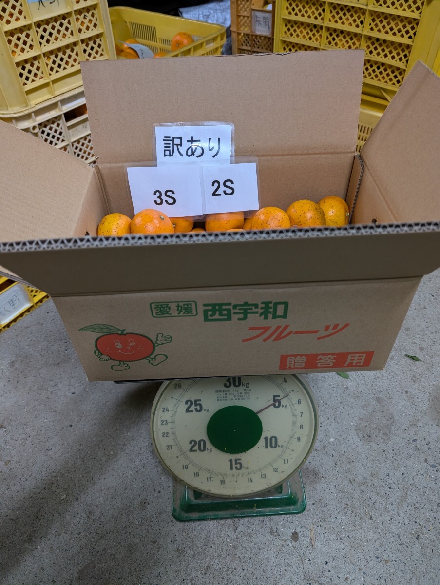 Yahoo!オークション - 愛媛西宇和産 せとか 3S-2S訳あり 5kg