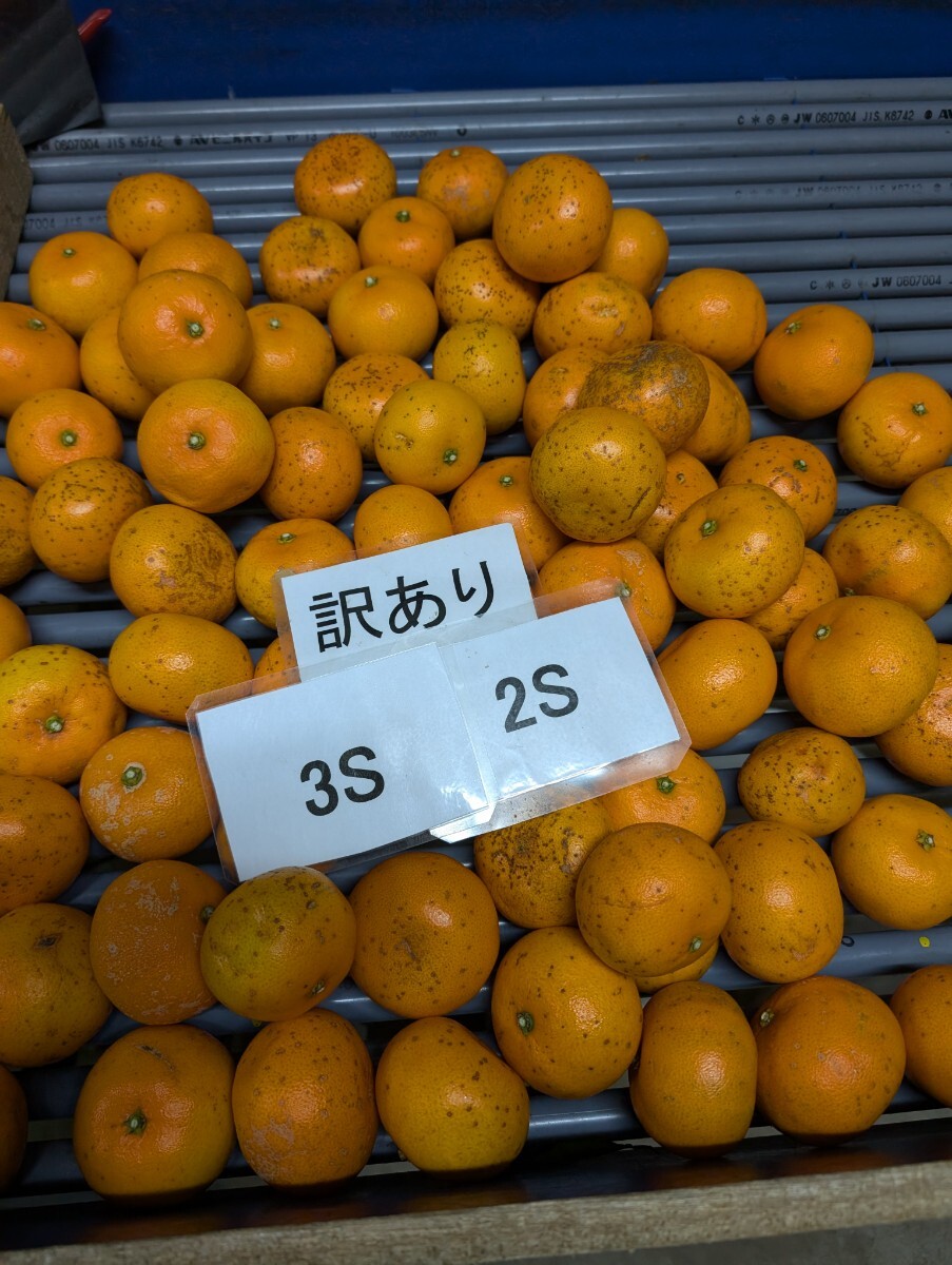 Yahoo!オークション - 愛媛西宇和産 せとか 3S-2S訳あり 5kg