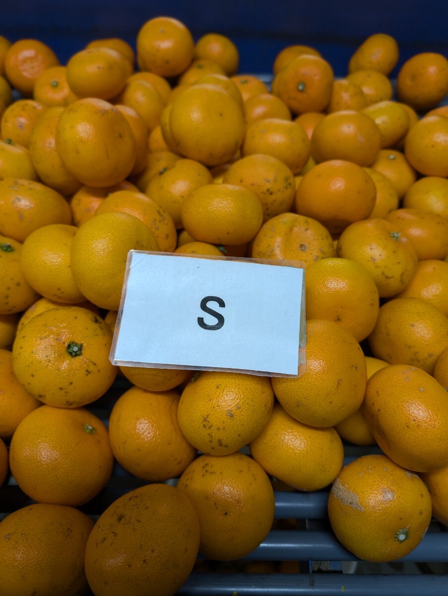 Yahoo!オークション - 愛媛西宇和産 せとか S 3kg