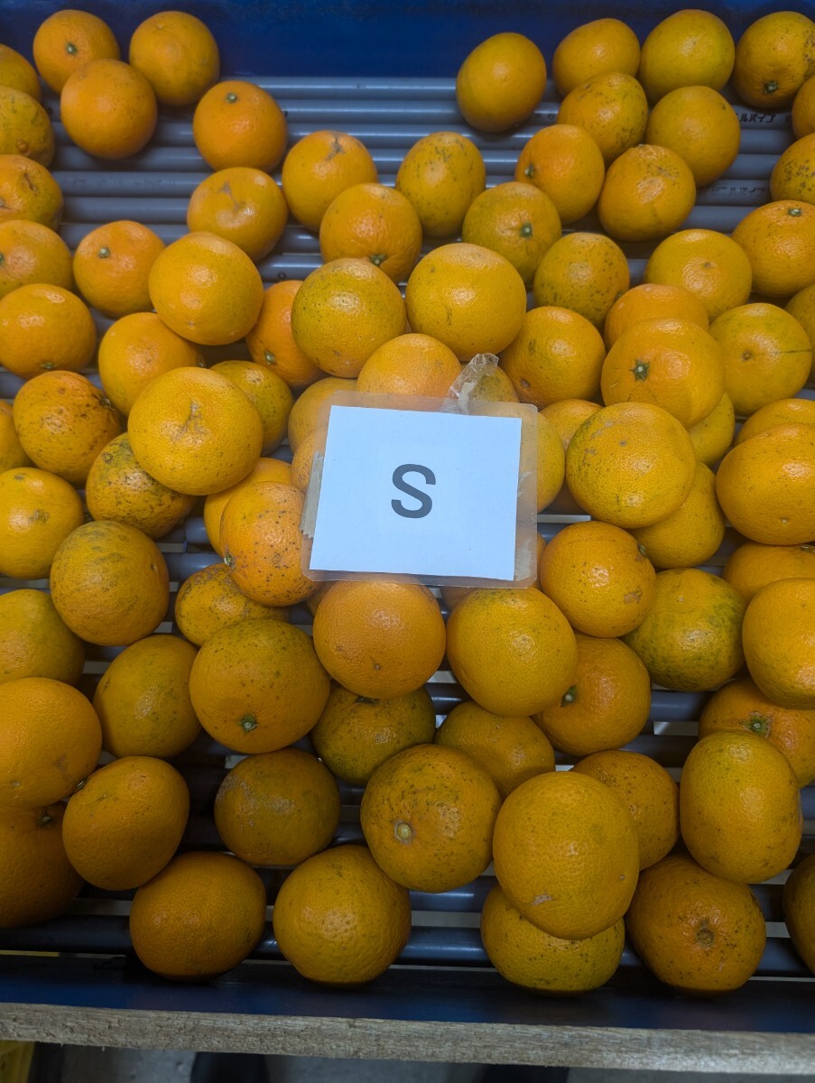 Yahoo!オークション - 愛媛西宇和産 清見タンゴール S 9kg