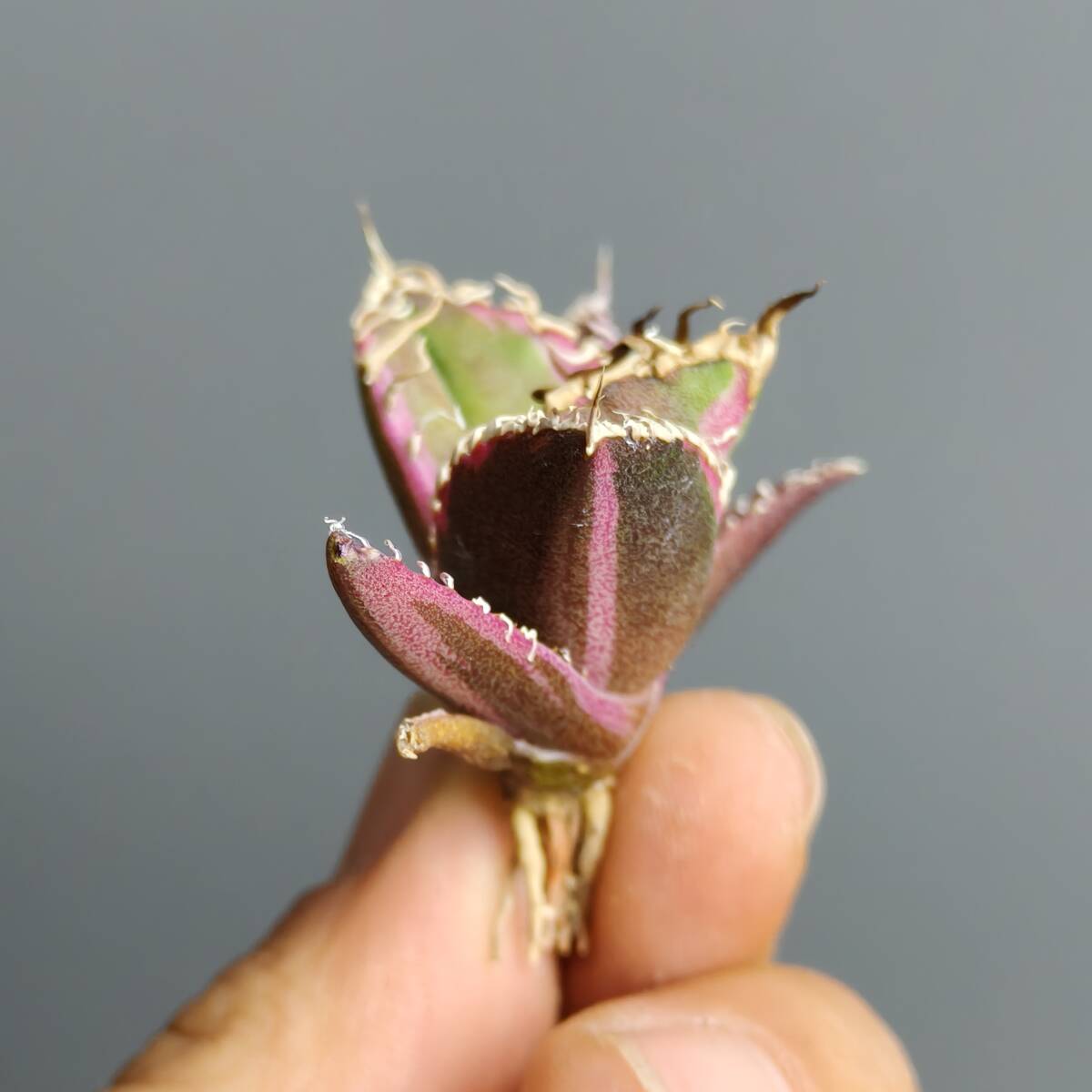 Yahoo!オークション - 【龍園觀】No.A159 希少 アガベ チタノタ