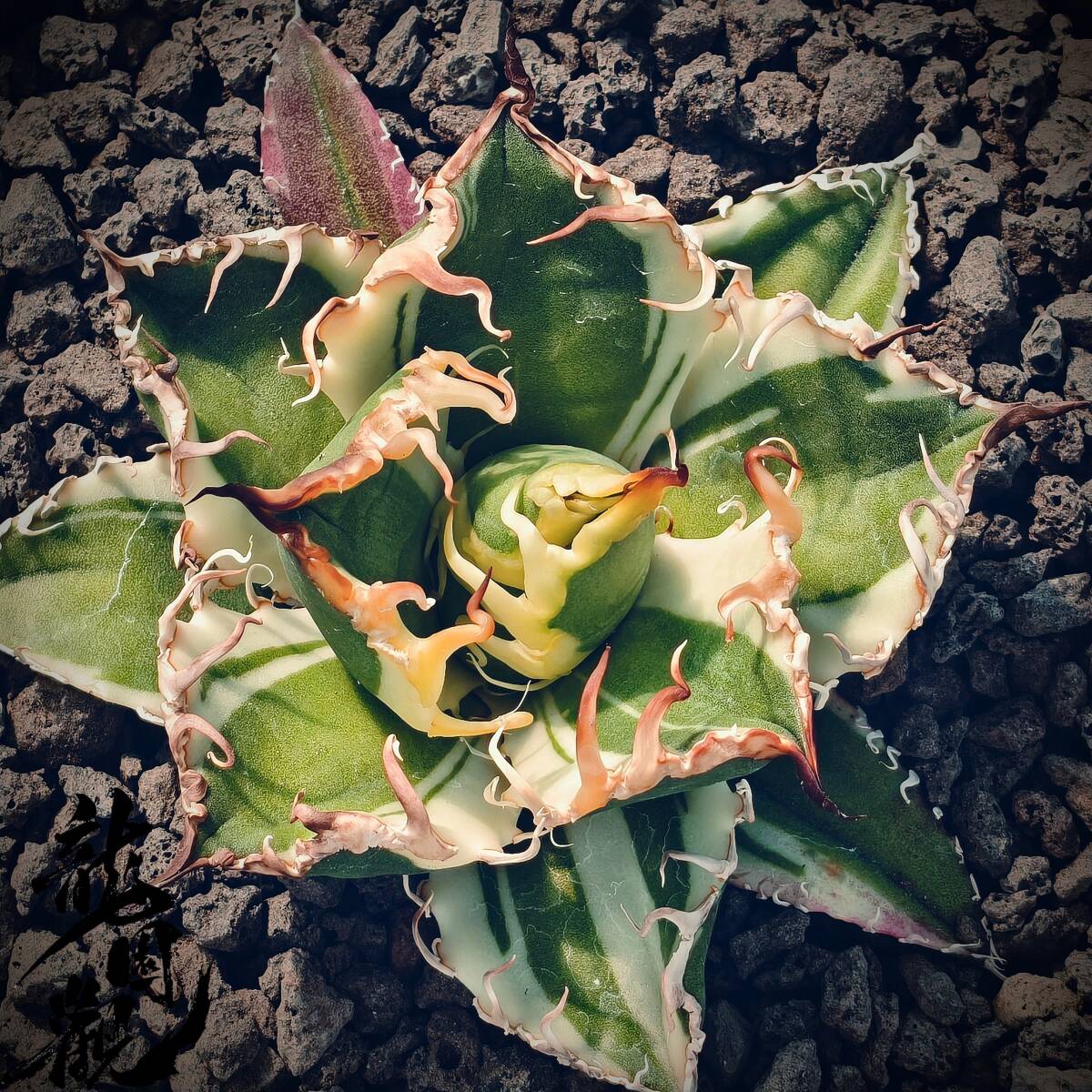 Yahoo!オークション - 【龍園觀】No.A159 希少 アガベ チタノタ