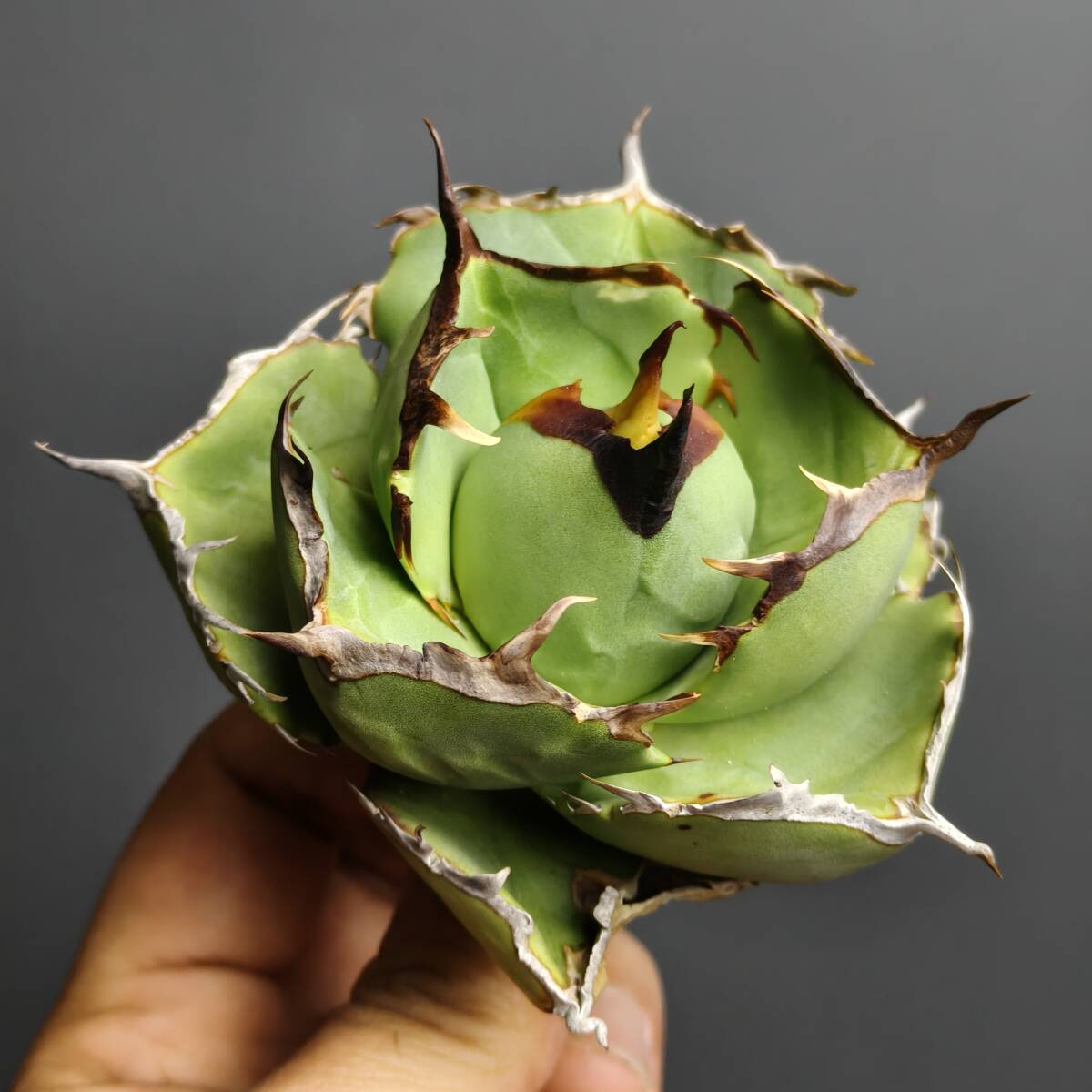 Yahoo!オークション - 【龍園觀】No.S48 'SSS級' アガベ ジャガーノー...