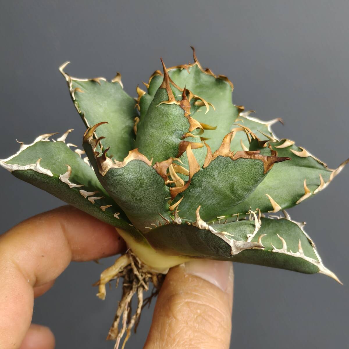 Yahoo!オークション - 【龍園觀】No.A46 新品 アガベ チタノタ " 羽...