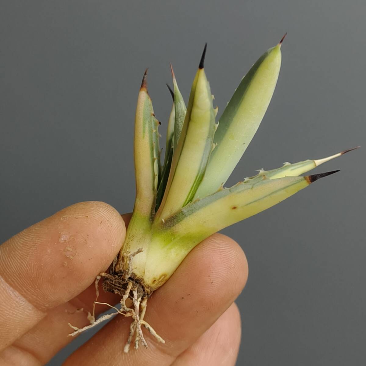 Yahoo!オークション - 【龍園觀】No.A98 特選 アガベ マクロアカンサ錦...