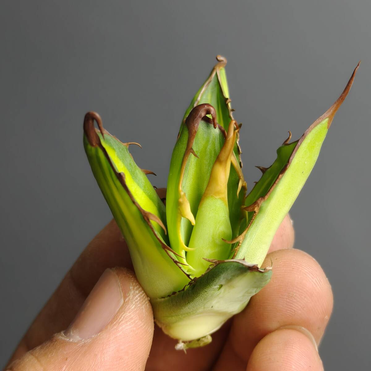 Yahoo!オークション - 【龍園觀】No.A123 希少 アガベ " ホリダ錦&...