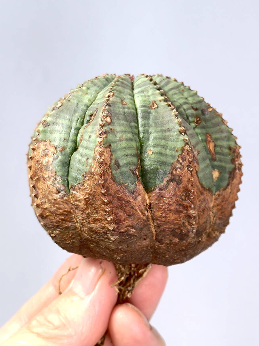 Yahoo!オークション - ユーフォルビア オベサ Euphorbia obesa 3