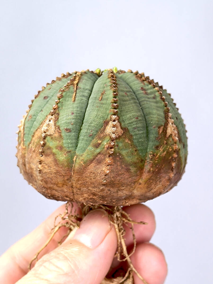 Yahoo!オークション - ユーフォルビア オベサ Euphorbia obesa 14