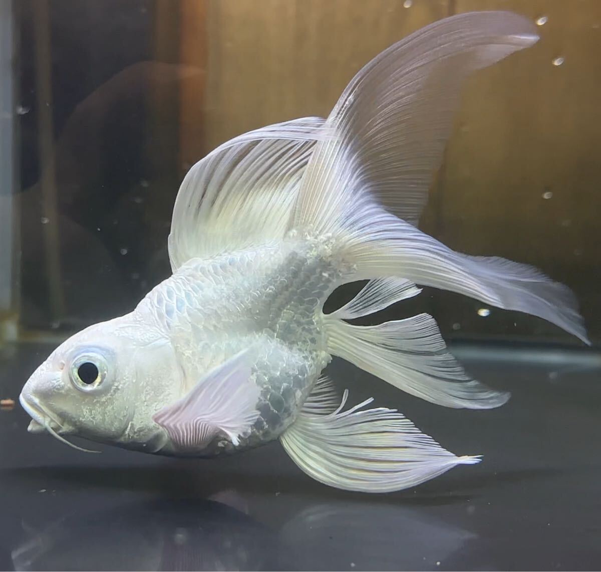 Yahoo!オークション - GPH VIPグレード 達磨プラチナ ヒレナガ鯉 ショ...