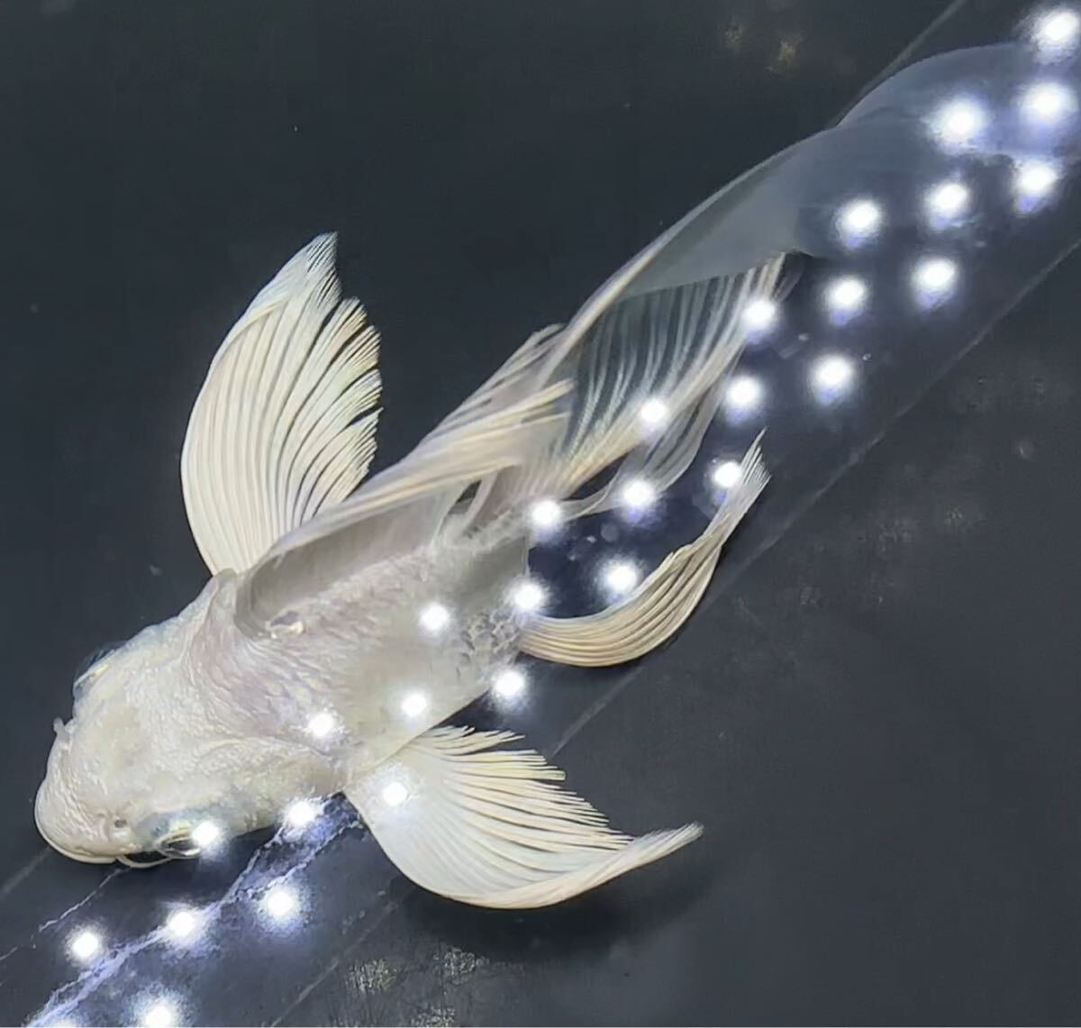 Yahoo!オークション - GPH VIPグレード 達磨プラチナ ヒレナガ鯉 ショ...