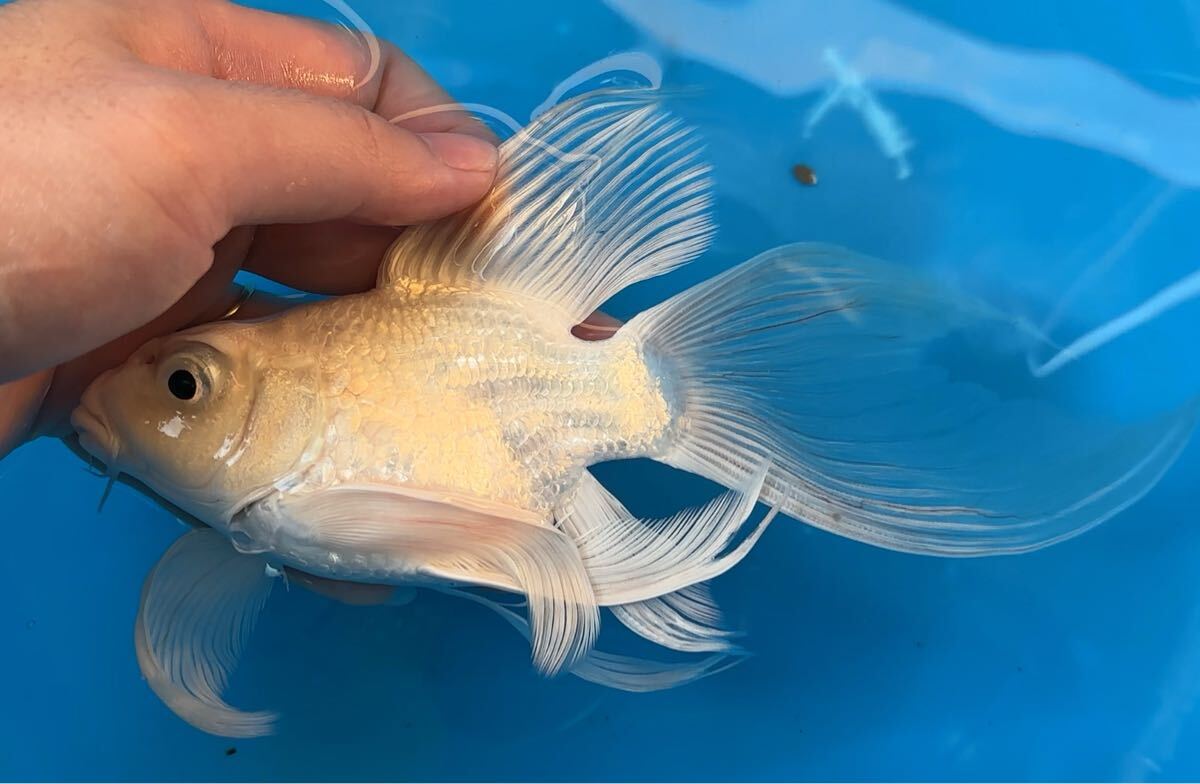 Yahoo!オークション - GPH VIPグレード 達磨プラチナ ヒレナガ鯉 ショ...