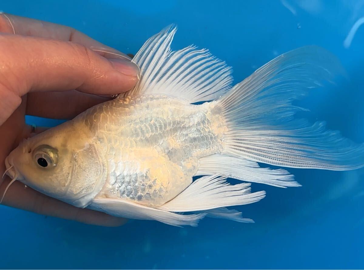 Yahoo!オークション - GPH VIPグレード 達磨プラチナ ヒレナガ鯉 ショ...